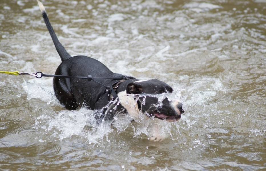 Happy Tails - Staffordshire Terrier Rescue SA: For the love of one of ...