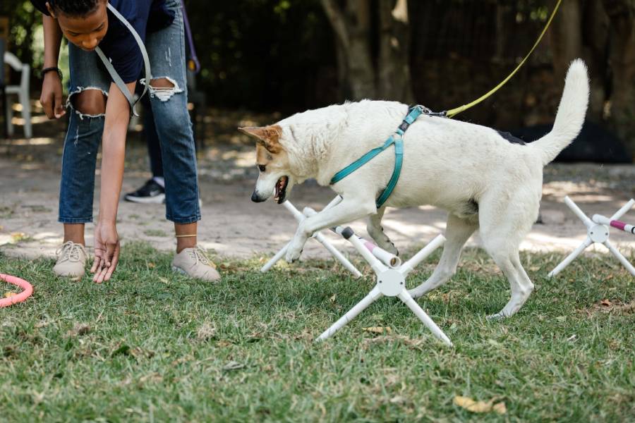 Happy Tails - The Underdog Project