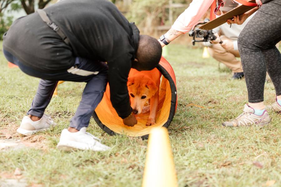 Happy Tails - The Underdog Project