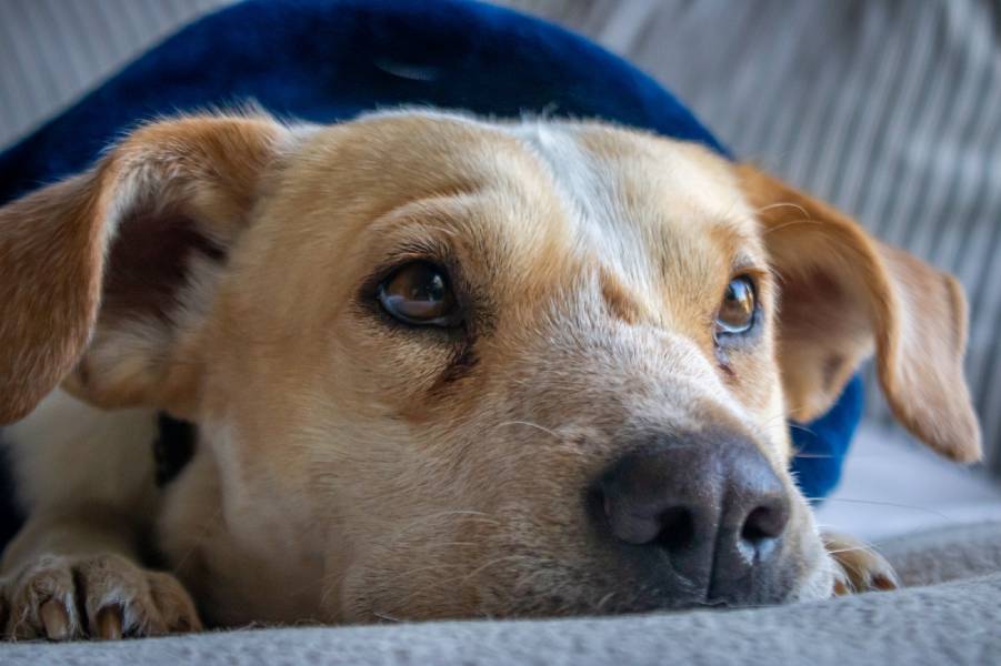 Happy Tails - ARCHIE’S STORY