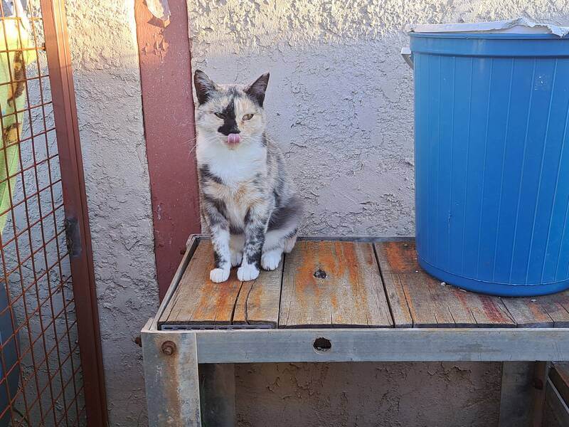 Happy Tails - My precious Calicat