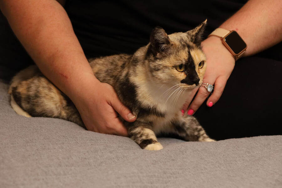 Happy Tails - My precious Calicat