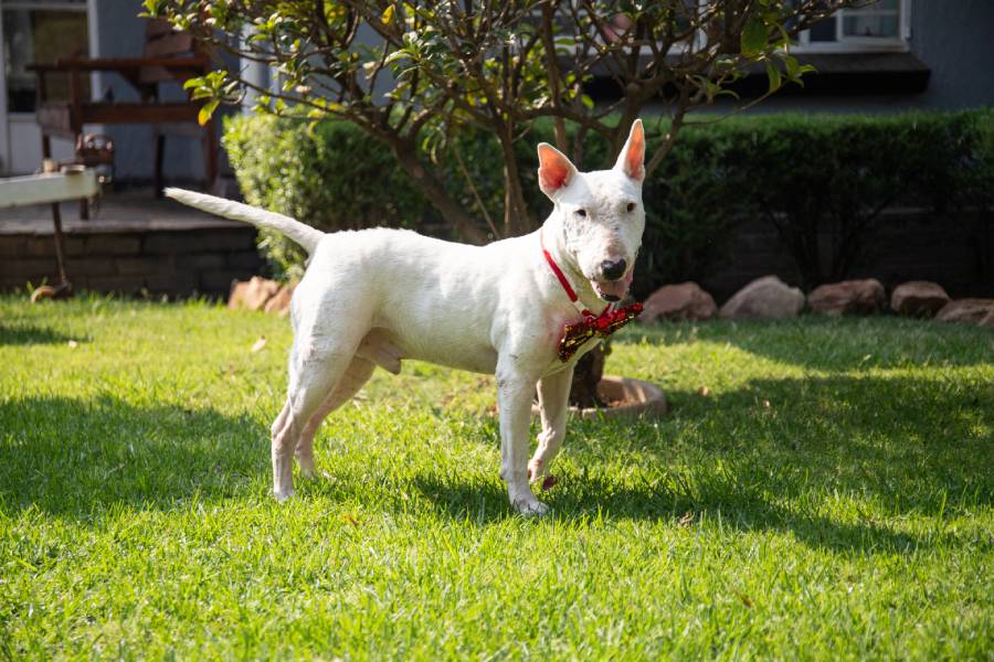 Happy Tails - Clarke the Wonder Dog
