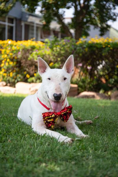 Happy Tails - Clarke the Wonder Dog