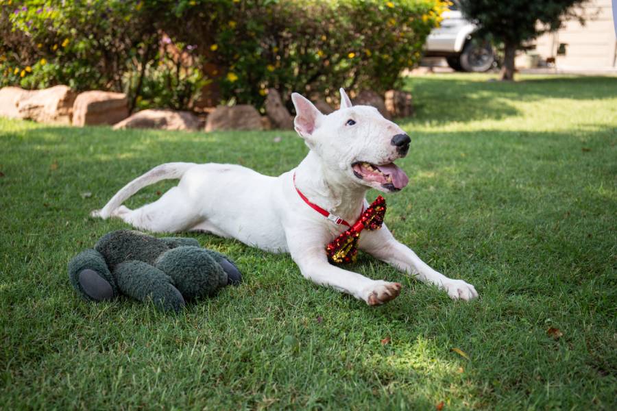Happy Tails - Clarke the Wonder Dog