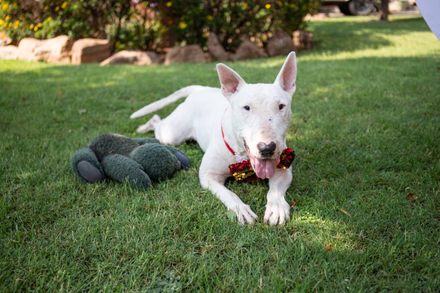 Happy Tails - Clarke the Wonder Dog