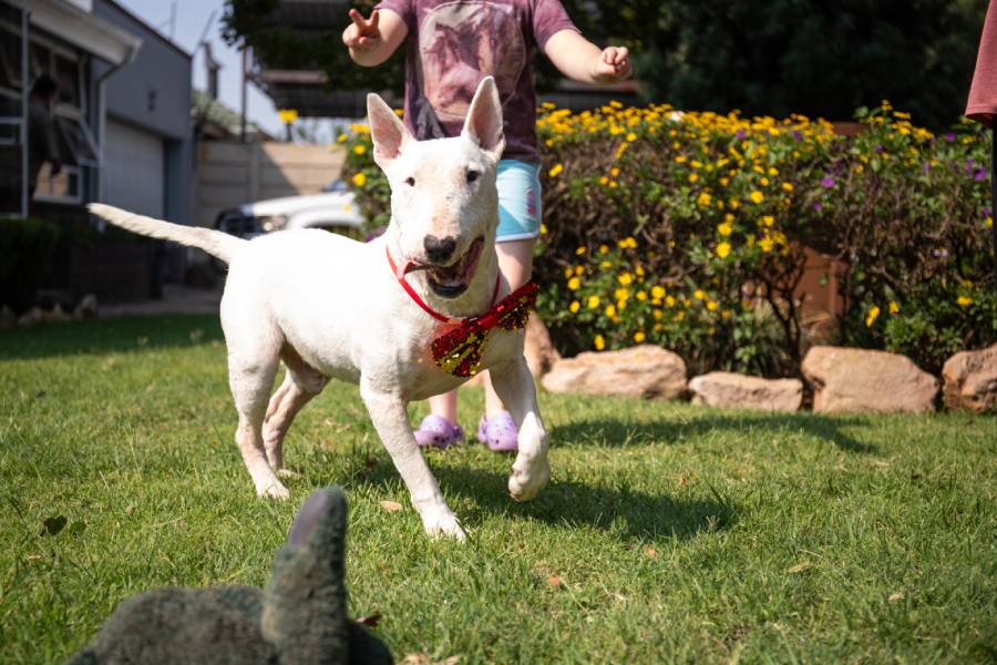 Happy Tails - Clarke the Wonder Dog