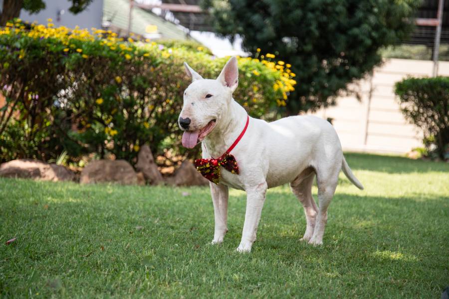 Happy Tails - Clarke the Wonder Dog