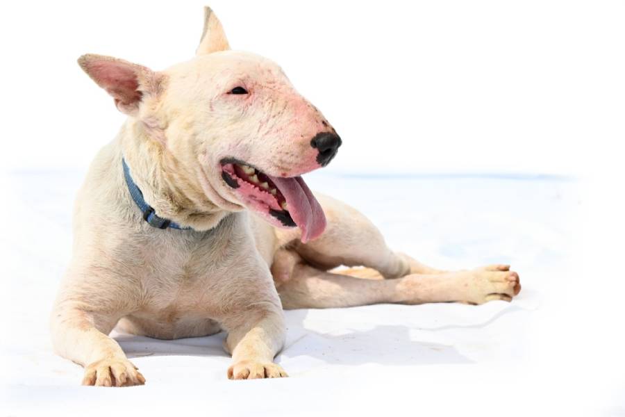 Happy Tails - Clarke the Wonder Dog