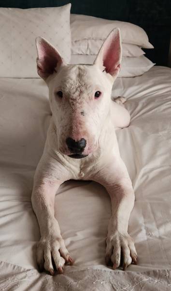 Happy Tails - Clarke the Wonder Dog