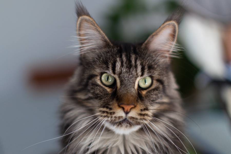Happy Tails - How we met Cooper the Gorgeous Maine Coon