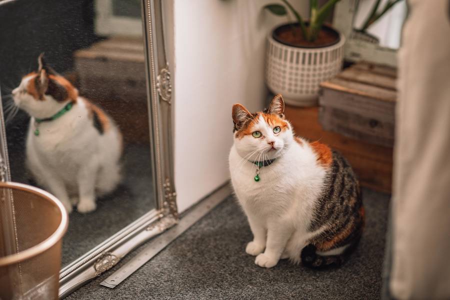 Happy Tails - Donna, the cat that seemed to be “in tears” all day