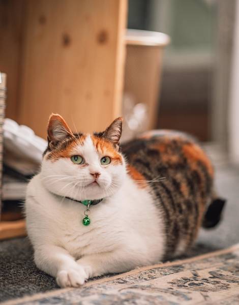 Happy Tails - Donna, the cat that seemed to be “in tears” all day
