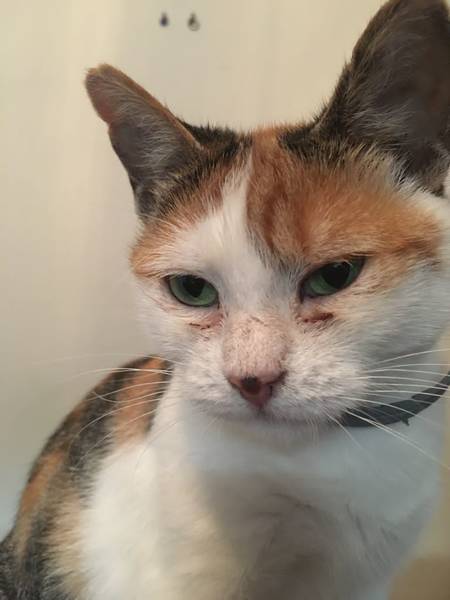 Happy Tails - Donna, the cat that seemed to be “in tears” all day