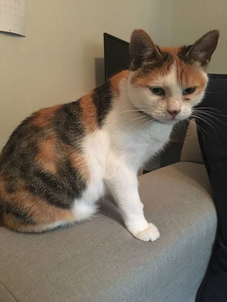 Happy Tails - Donna, the cat that seemed to be “in tears” all day