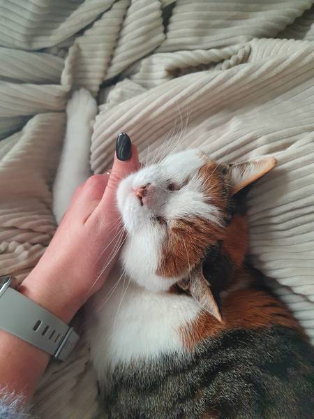 Happy Tails - Donna, the cat that seemed to be “in tears” all day