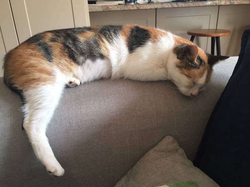 Happy Tails - Donna, the cat that seemed to be “in tears” all day