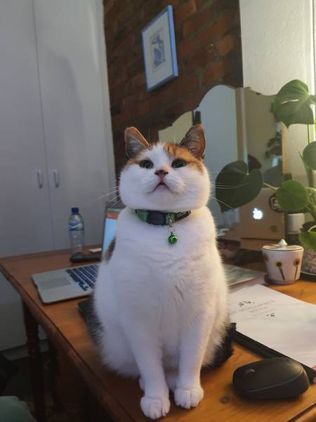 Happy Tails - Donna, the cat that seemed to be “in tears” all day