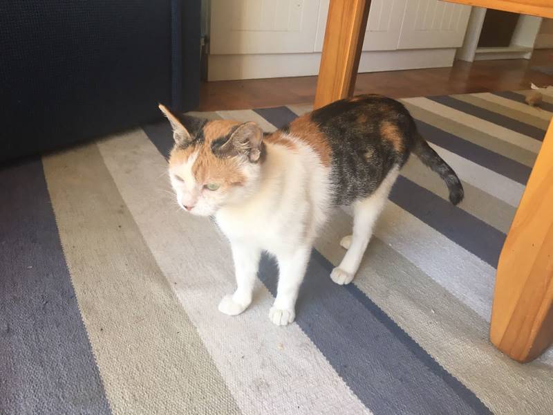 Happy Tails - Donna, the cat that seemed to be “in tears” all day