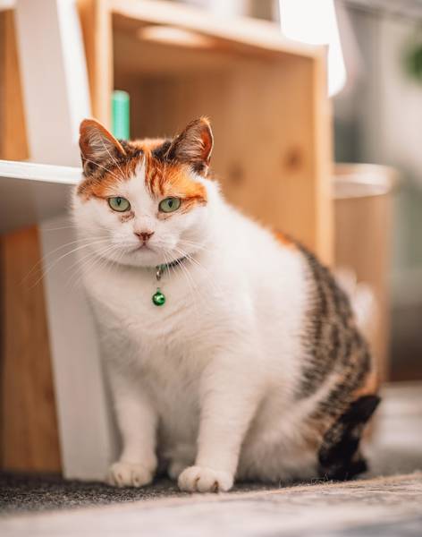 Happy Tails - Donna, the cat that seemed to be “in tears” all day