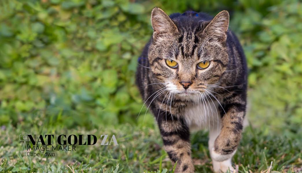 Happy Tails - Heart of a Tiger