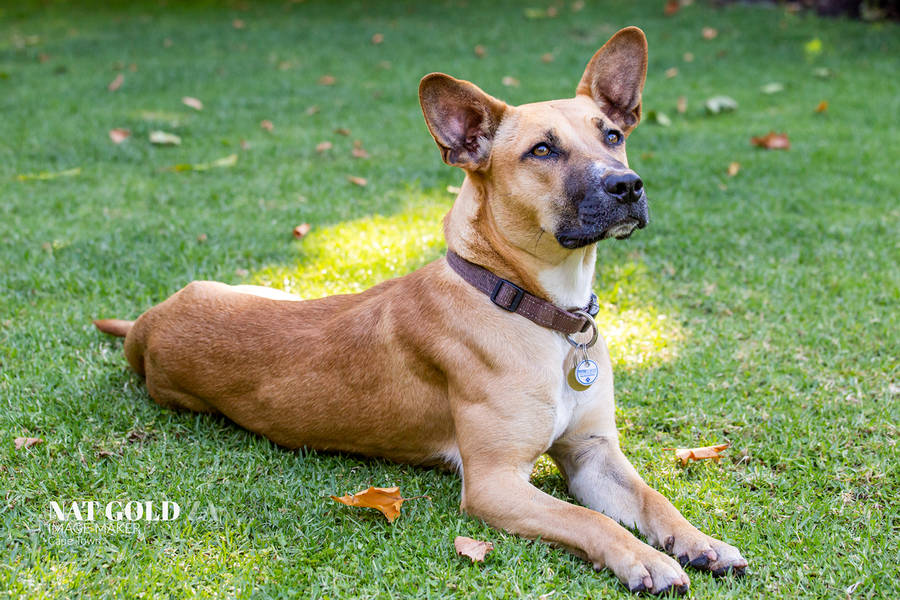 Happy Tails - Jenna, our most special girl