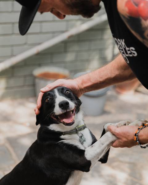 Happy Tails - Levinia – From Wanted-Not to Rock Mascot!