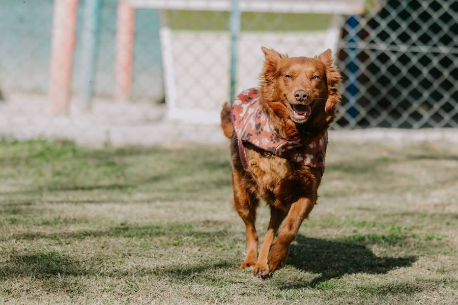 Happy Tails - Majestic Max: Three-legged wonder dog