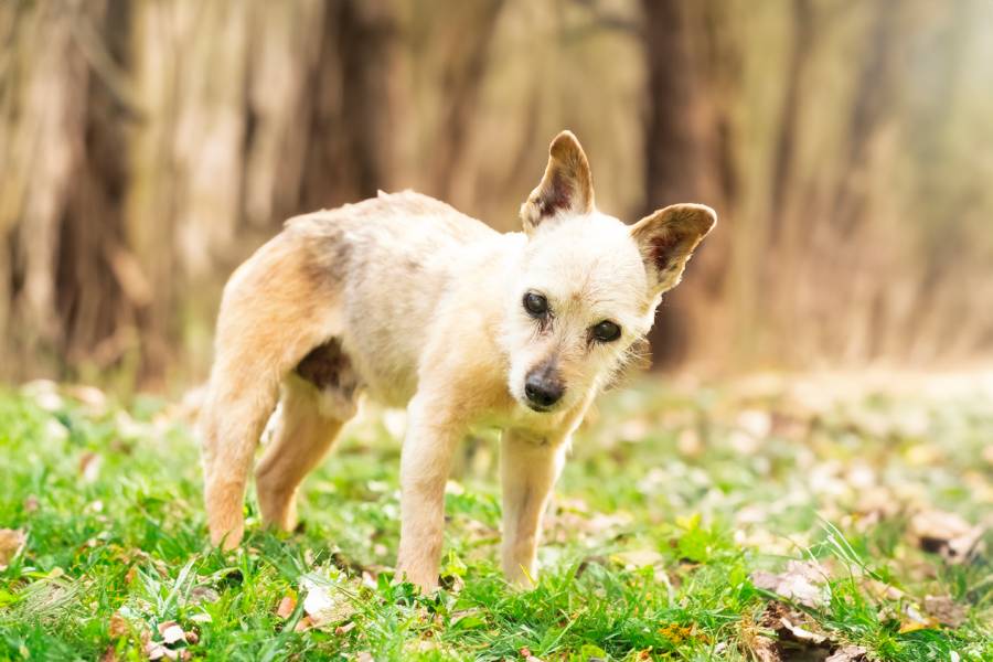 Happy Tails - MAXIMUS – SMALL IN STATURE. MIGHTY IN WILL