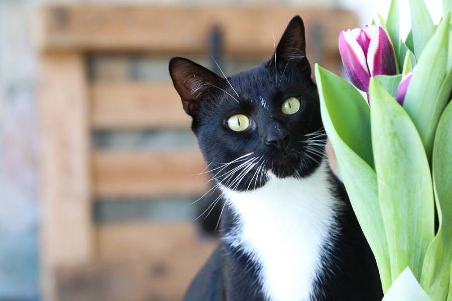 Happy Tails - Michael and Bailey: Balcony Accident Strengthens Bond ...