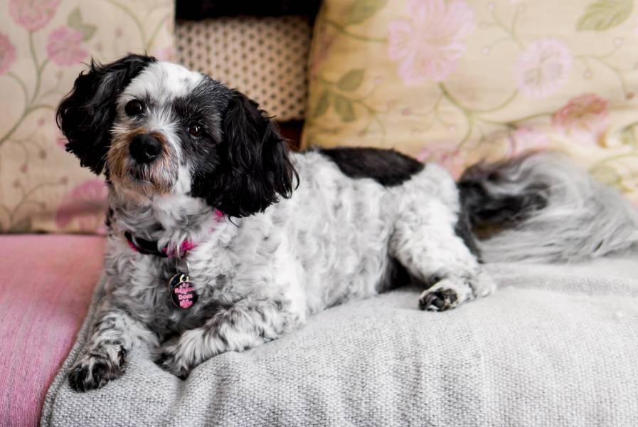 Happy Tails - Miss Muffin Diva Brown – Her Story