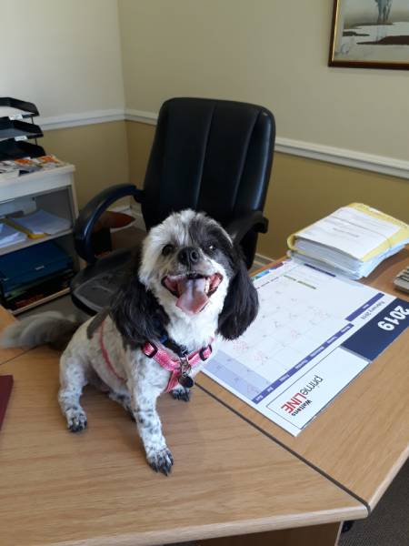 Happy Tails - Miss Muffin Diva Brown – Her Story