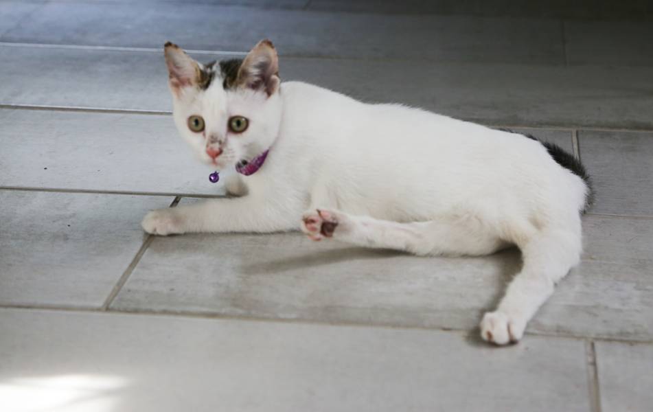 Happy Tails - My Soul Cat, Boo