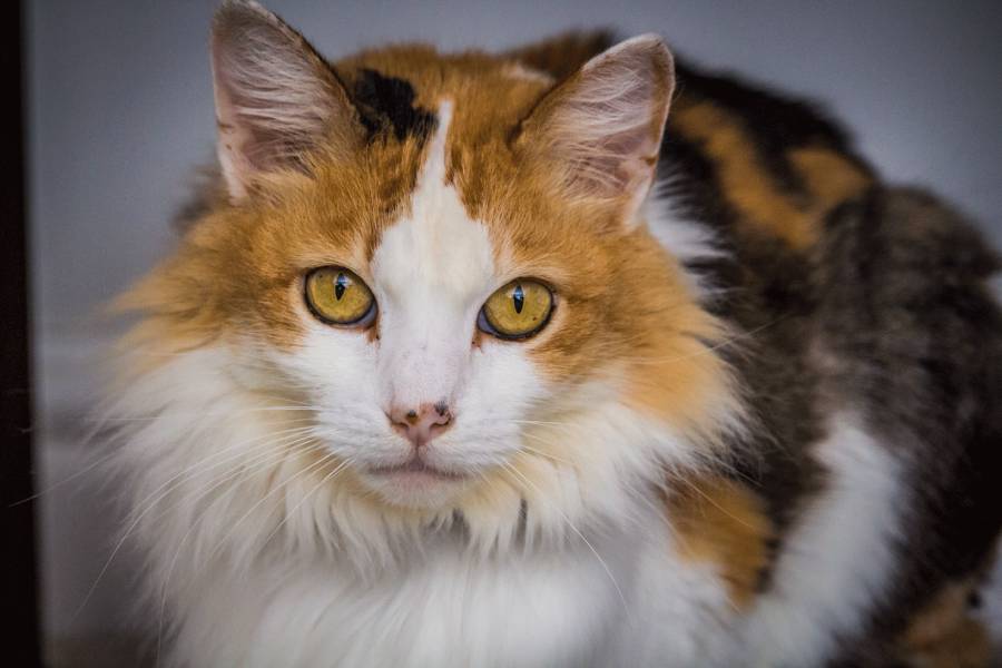 Happy Tails - Our Journey with Shanti – the brave-heart kitty who ...