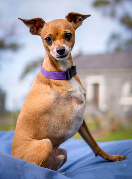 Happy Tails - ROO’S JOURNEY