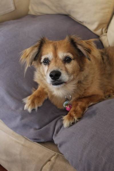 Happy Tails - Rose and the Kingdom of Tails