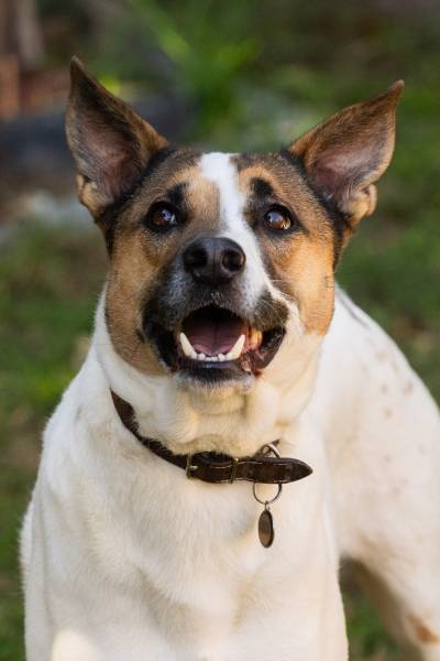 Happy Tails - Rose and the Kingdom of Tails