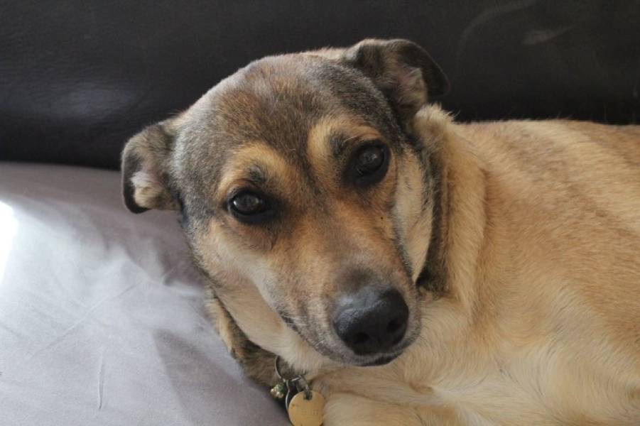 Happy Tails - Rose and the Kingdom of Tails