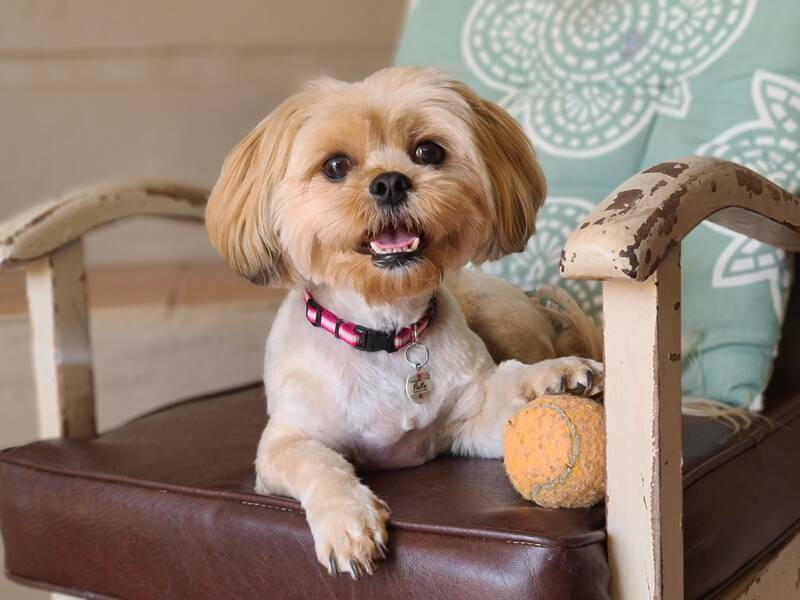 Happy Tails - Beautiful Bella Boo