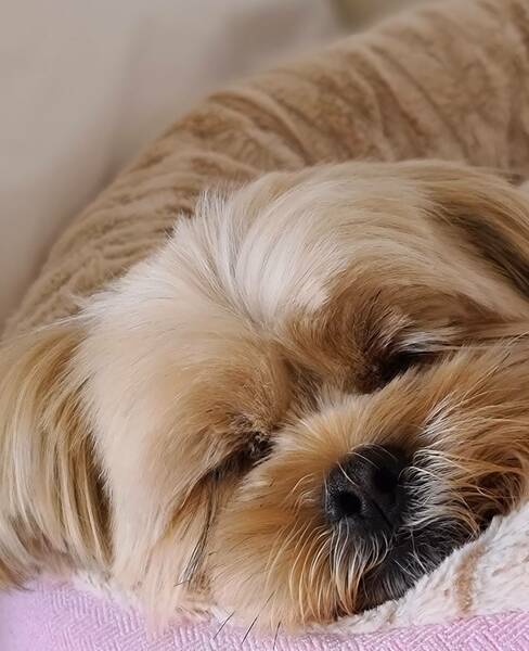 Happy Tails - Beautiful Bella Boo