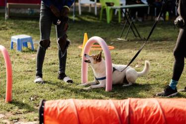 Happy Tails - The Underdog Project