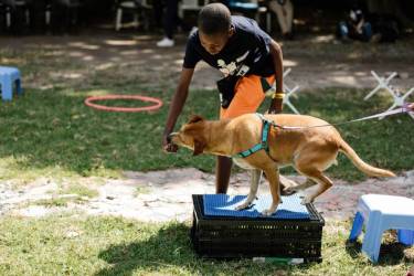 Happy Tails - The Underdog Project