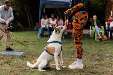 Happy Tails - The Underdog Project