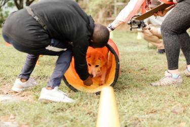 Happy Tails - The Underdog Project